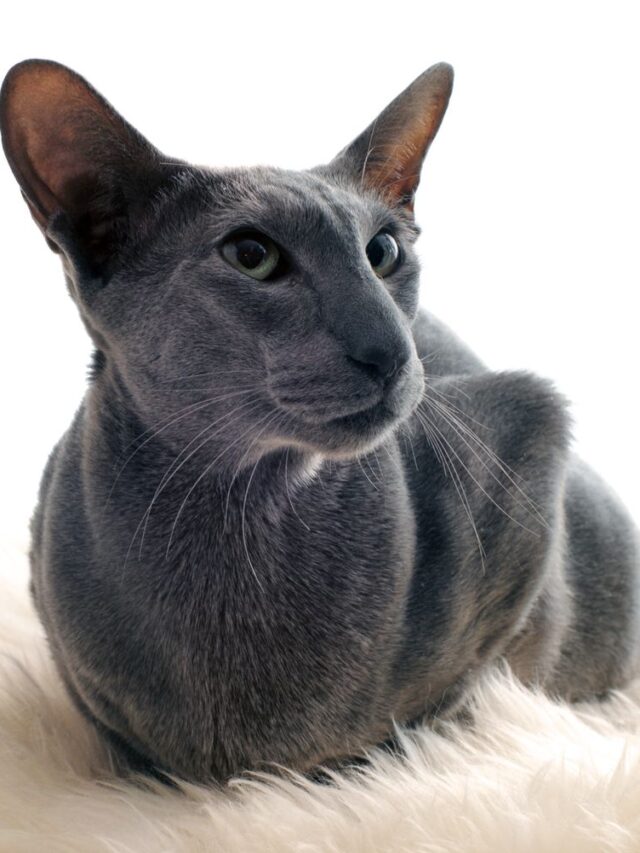 10 Cat Breeds That Have Blue-Colored Coats » Oreonis Blogs